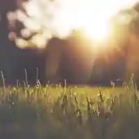 Online Memorials & Obituaries at Livingston Cremation and Funeral Care